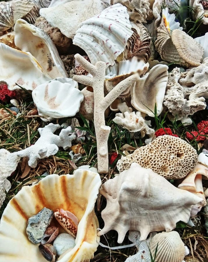 Coelomate Stock Photos - Free & Royalty-Free Stock Photos from Dreamstime