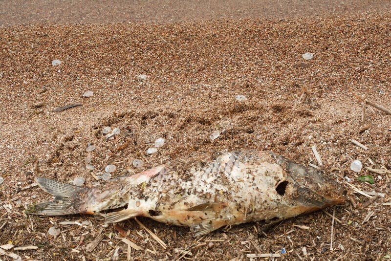Dead Sea Shore at Jordan Side, Dry Sand and Rocks Beach, Sun Shines on ...