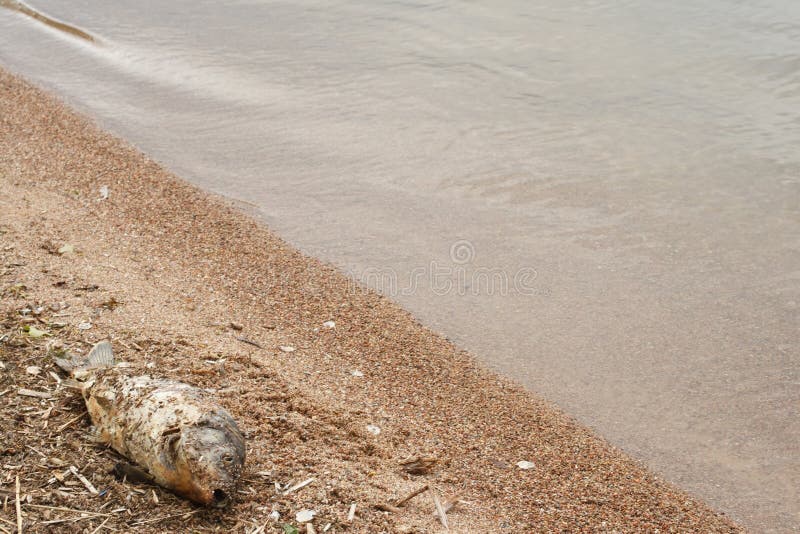 Dead Sea Shore at Jordan Side, Dry Sand and Rocks Beach, Sun Shines on ...