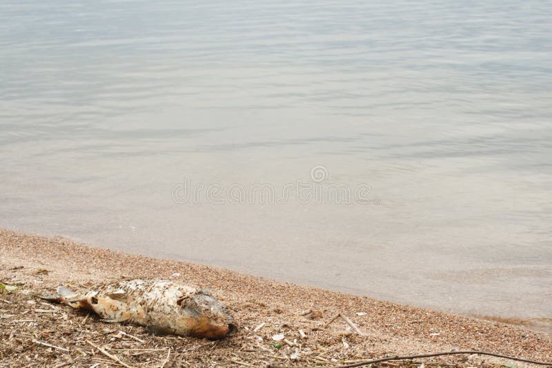 Dead Sea Shore at Jordan Side, Dry Sand and Rocks Beach, Sun Shines on ...