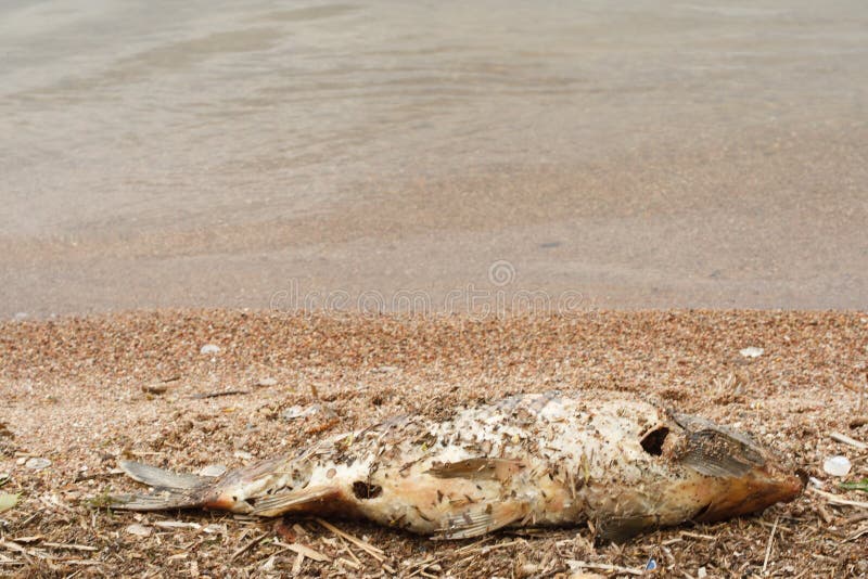 Dead Sea Shore at Jordan Side, Dry Sand and Rocks Beach, Sun Shines on ...