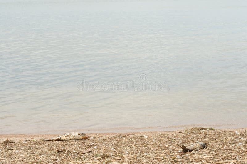 Dead Sea Shore at Jordan Side, Dry Sand and Rocks Beach, Sun Shines on ...