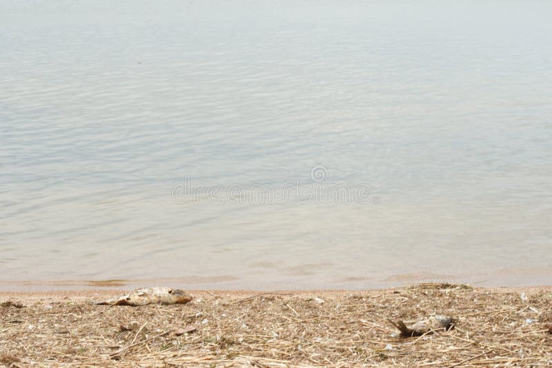 Dead Sea Shore at Jordan Side, Dry Sand and Rocks Beach, Sun Shines on ...