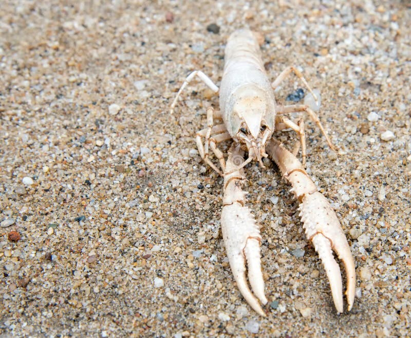 Dead Shrimp Out into the Wider Stock Image - Image of food, appetizer ...