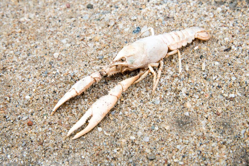 Dead Shrimp Out into the Wider Stock Image - Image of food, appetizer ...