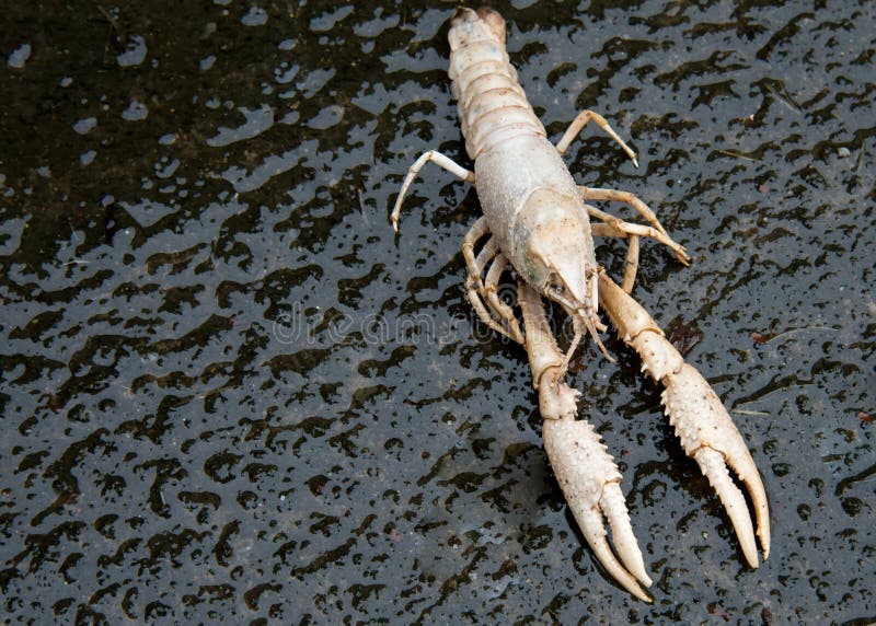 Dead Shrimp Out into the Wider Stock Image - Image of food, appetizer ...