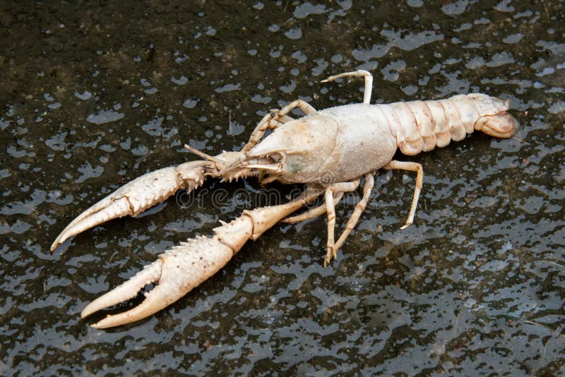 Dead Shrimp Out into the Wider Stock Image - Image of food, appetizer ...