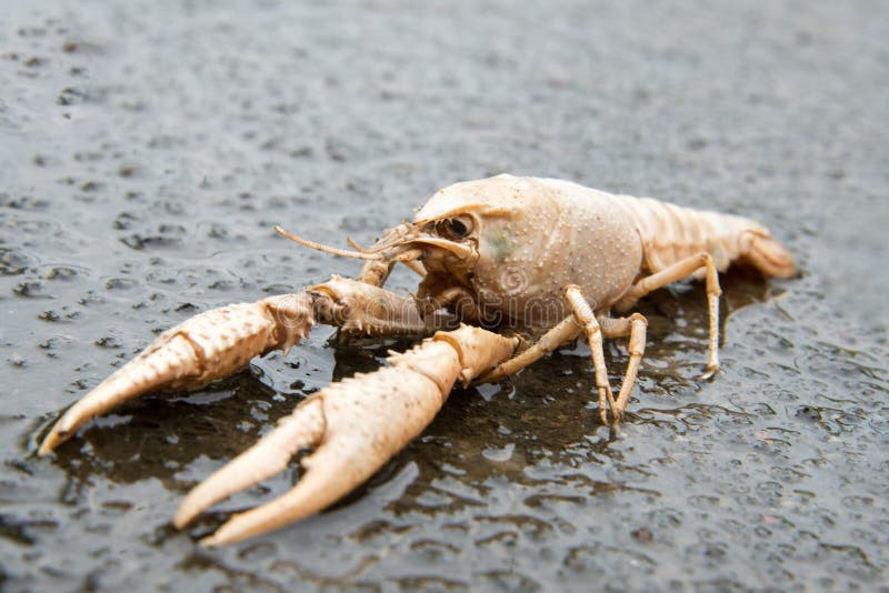 Dead Shrimp Out into the Wider Stock Image - Image of food, appetizer ...
