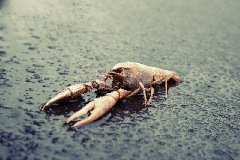 Dead Shrimp Out into the Wider Stock Image - Image of food, appetizer ...