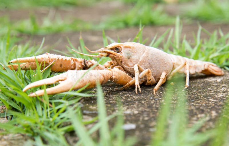 Dead Shrimp Out into the Wider Stock Image - Image of food, appetizer ...