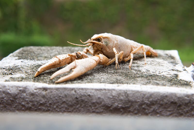 Dead Shrimp Out into the Wider Stock Image - Image of food, appetizer ...