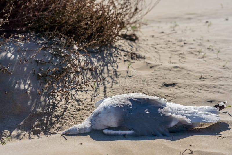 Dead Sick Seagull on Mediterranean Beach Stock Photo - Image of gull ...