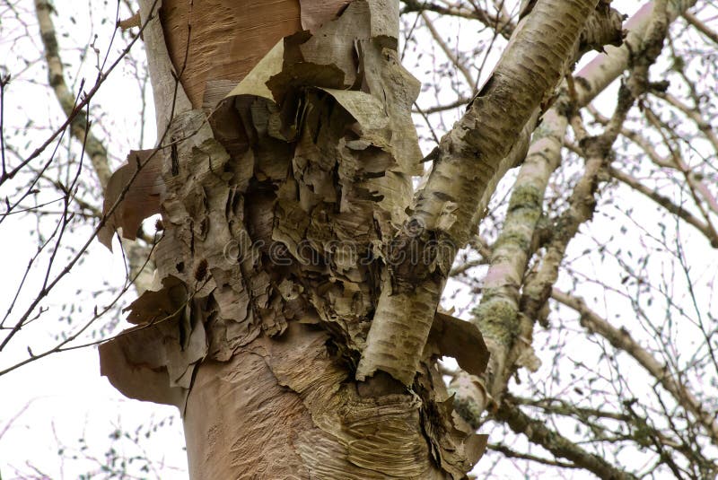 Dead Silver Birch Tree stock image. Image of silver - 366044133