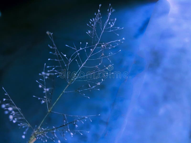 A Dead Skeleton of Little Plant Stock Image - Image of skeleton, dead ...