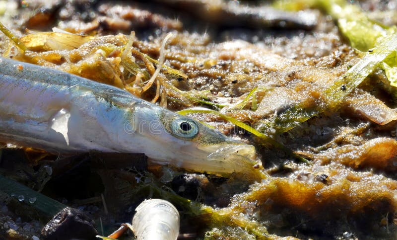 Dead small fish stock image. Image of feeding, issue - 247031219