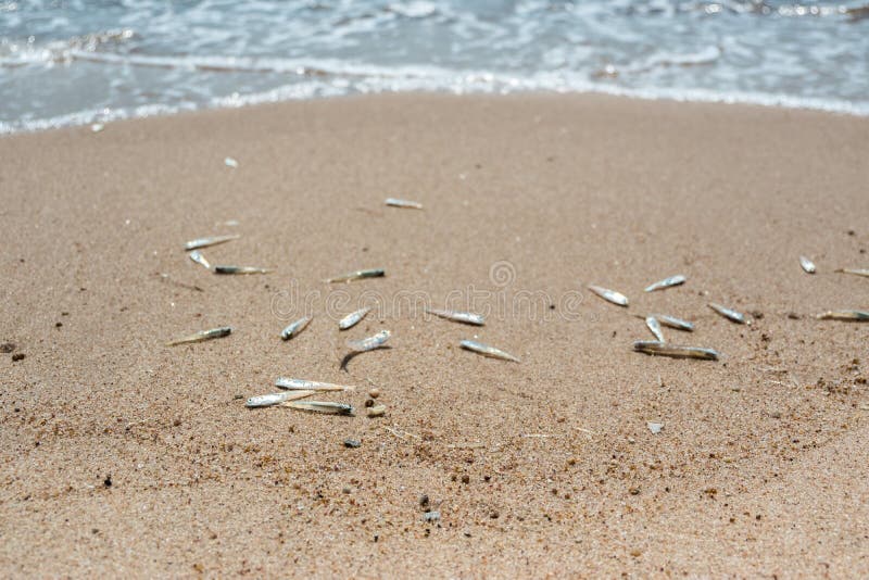 Dead small fishes stock image. Image of landscape, resort - 89499339