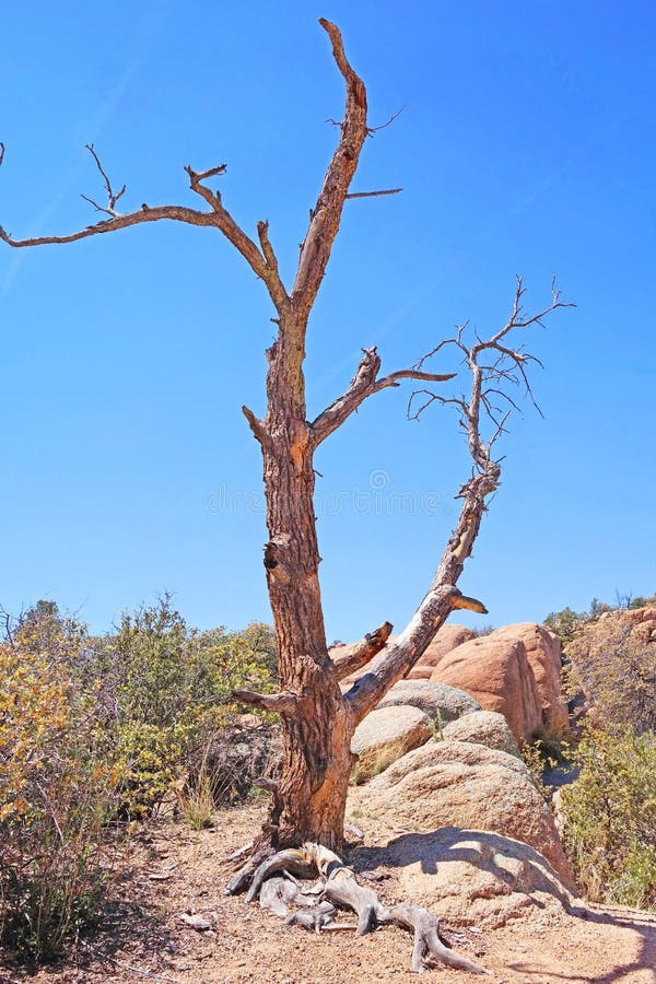 Dead Snag stock image. Image of shrubs, tree, texture - 43312087