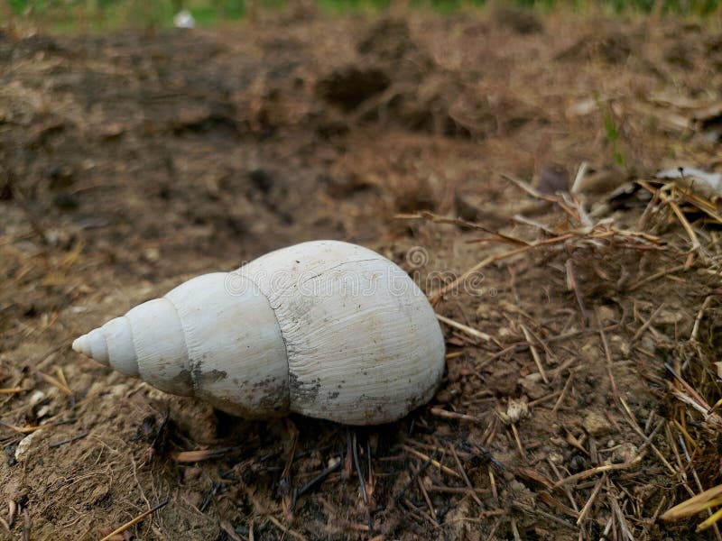The Dead Snail is Overgrown with Green Algae Stock Image - Image of ...