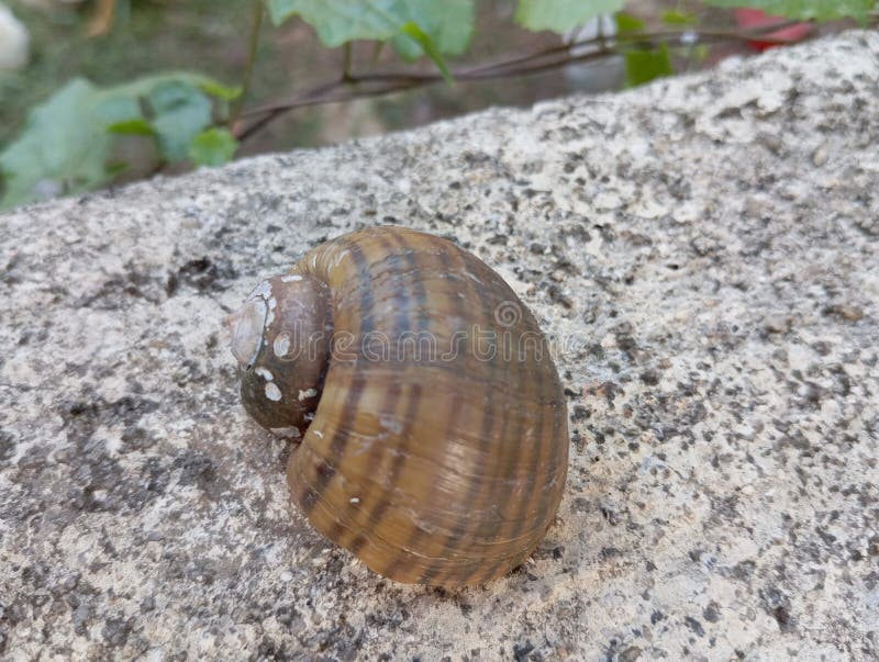 A Dead Snail only Has Its Shell Left Stock Photo - Image of left, dead ...