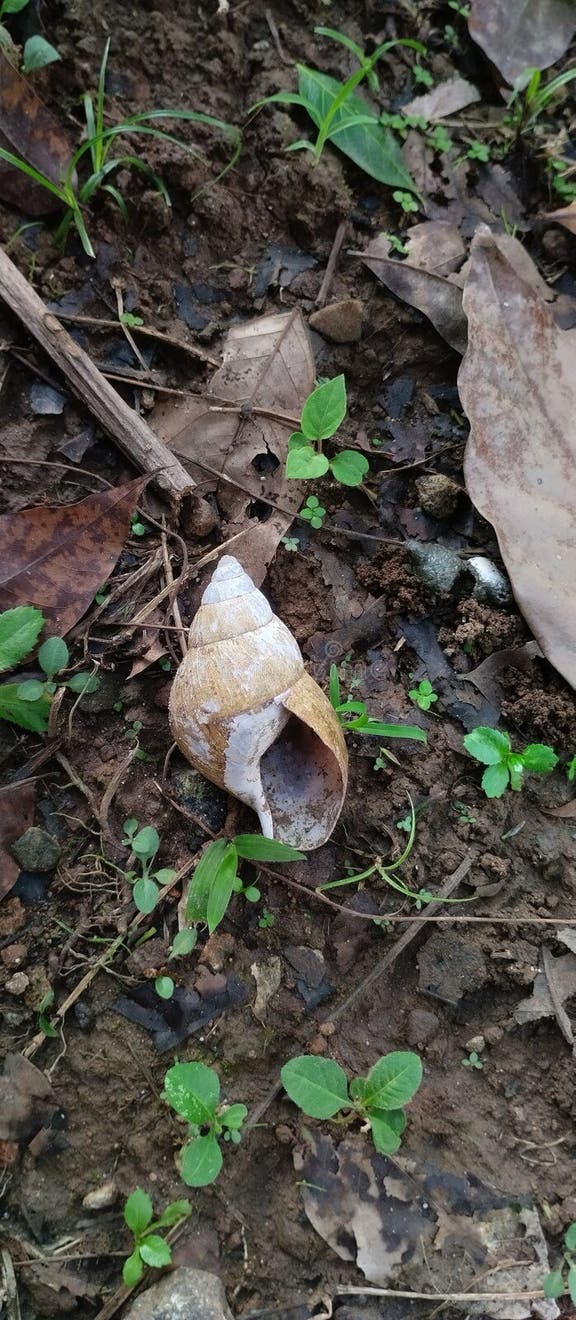 Dead snail house stock photo. Image of landscape, snail - 285795388