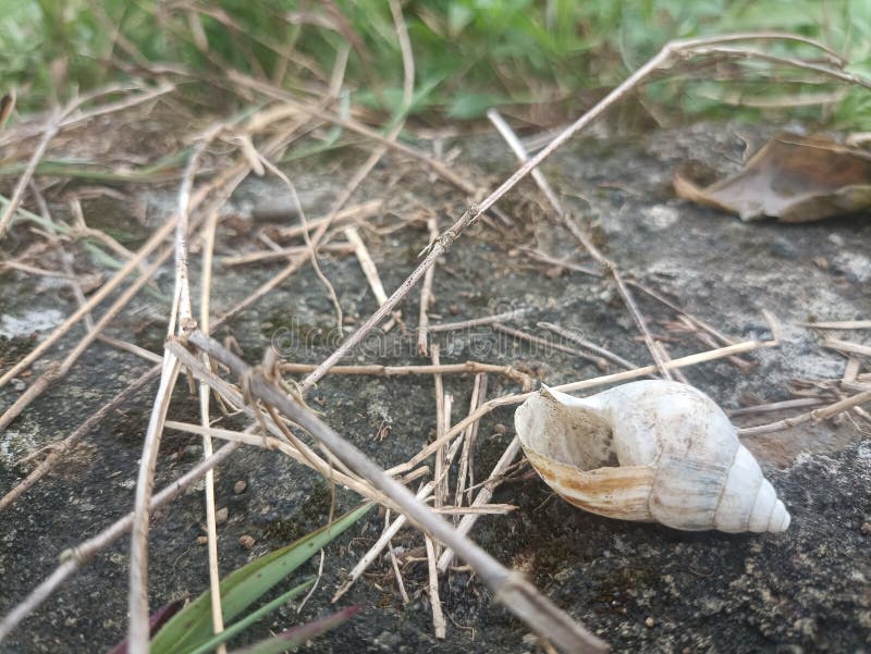 Dead Snail House Lying on Top of Ditch in Rice Field Stock Image ...
