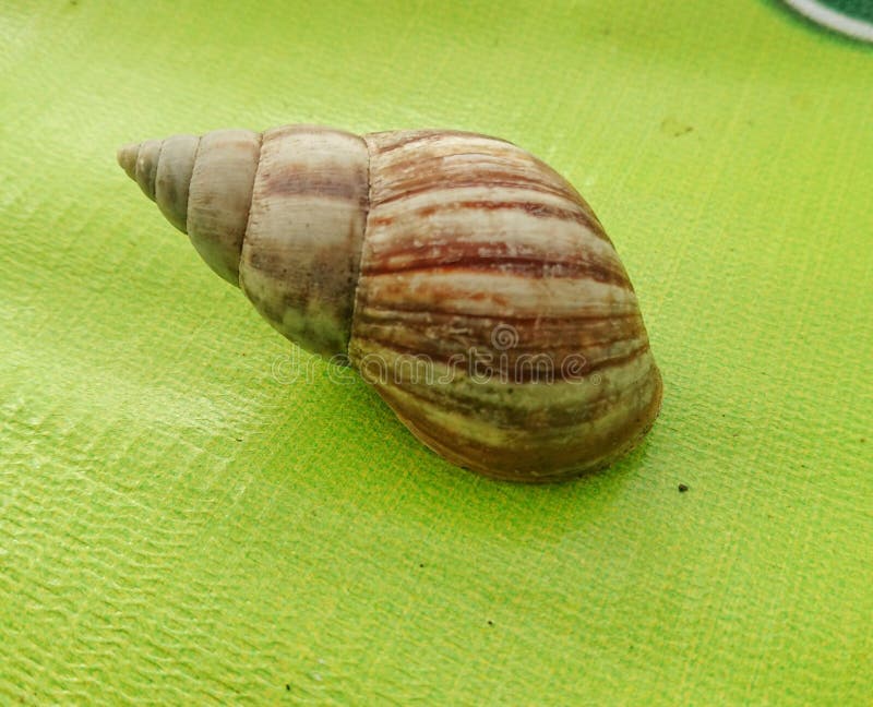 This is a dead snail shell stock photo. Image of shell - 268121100