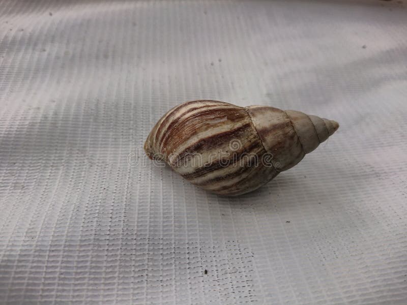This is a Dead Snail or Snail Shell Stock Photo - Image of hand, moth ...