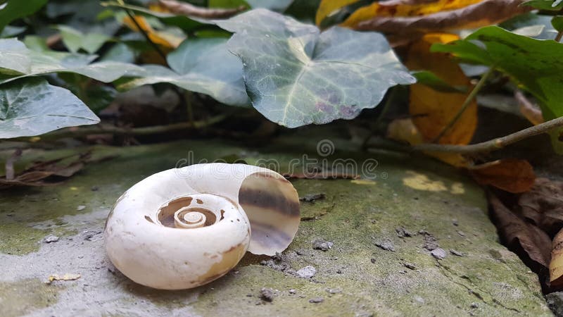 Dead snail shell stock image. Image of globe, tree, snail - 161514711