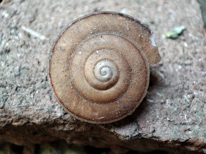 Dead Snail Shell on the Ground Stock Image - Image of shell, dead ...