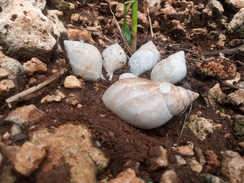 Dead Snail Shells Lined Up on the Ground Stock Image - Image of wood ...