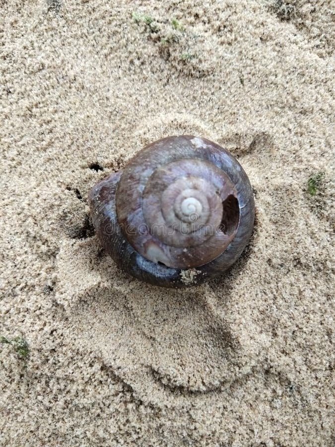 Dead Snail Shells are on Sandy Ground Stock Image - Image of animal ...
