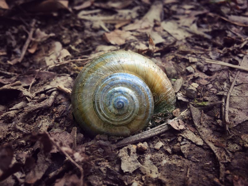 Dead snail stock photo. Image of dead, leaves, snail - 241896780