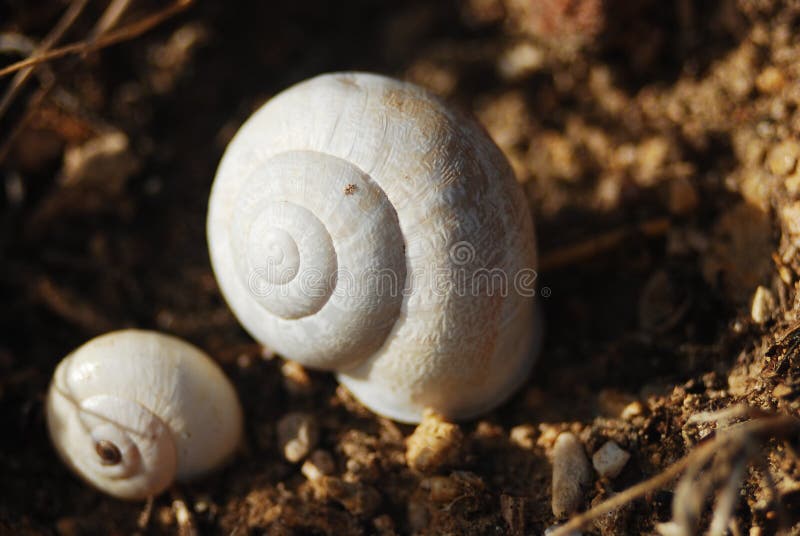 Dead snails stock image. Image of snail, white, food - 45253733