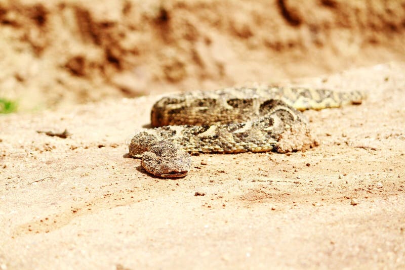 Snake in desert stock image. Image of sand, reptile, wildlife - 21461009