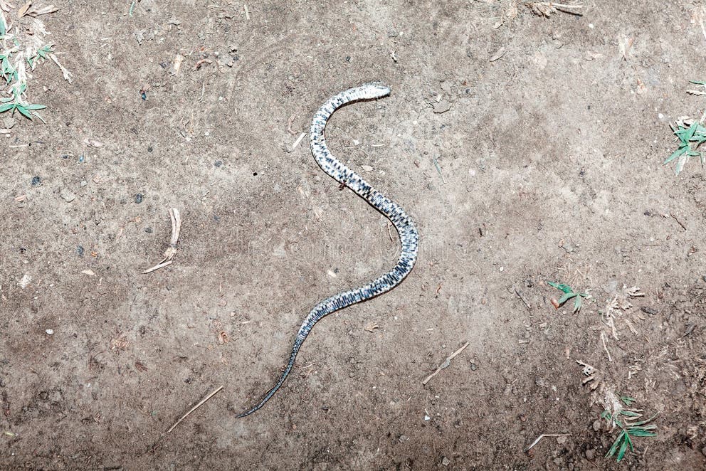 Dead snake on the ground stock image. Image of venomous - 214350919