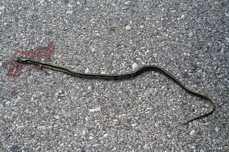 Dead snake on the road stock image. Image of blood, nature - 4903241