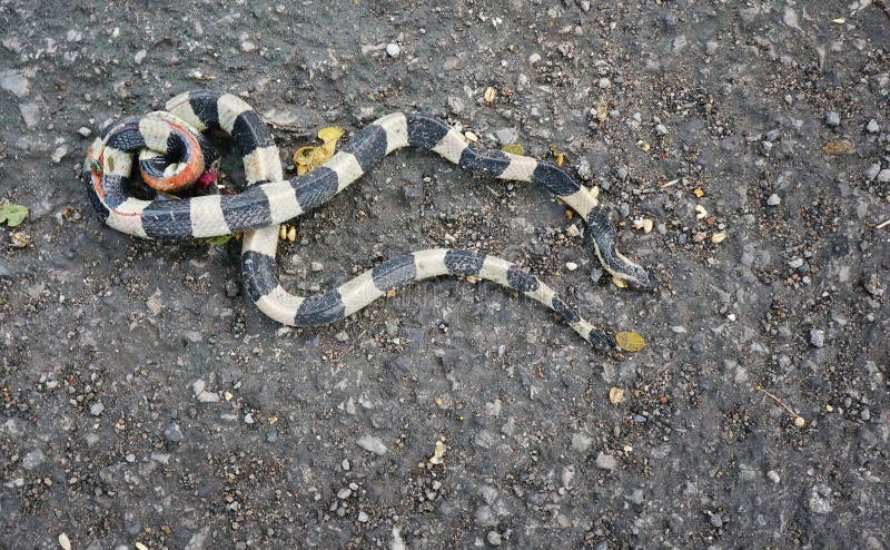 Dead snake on rood side stock image. Image of care, accident - 96376527