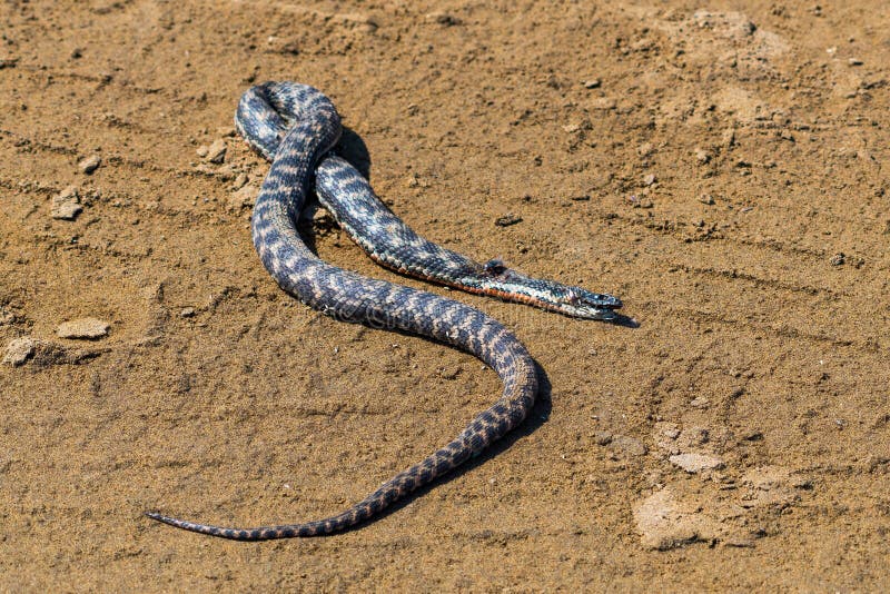 Dead Snake on the Sand, Environmental Crime Stock Photo - Image of skin ...