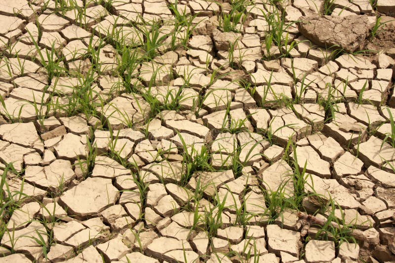 Dead soil stock photo. Image of clay, dust, dryness, flower - 22566752