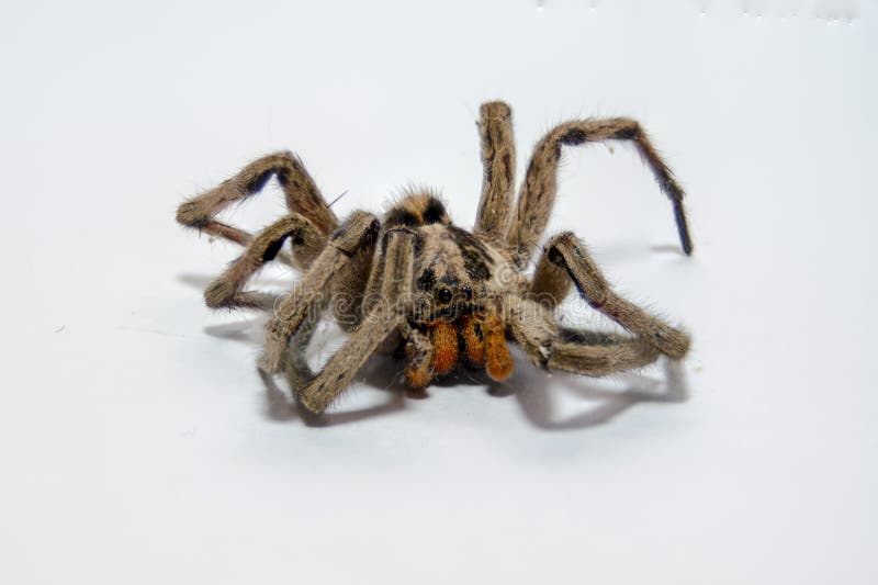Dead spider stock image. Image of fang, dead, invertebrate - 14138497