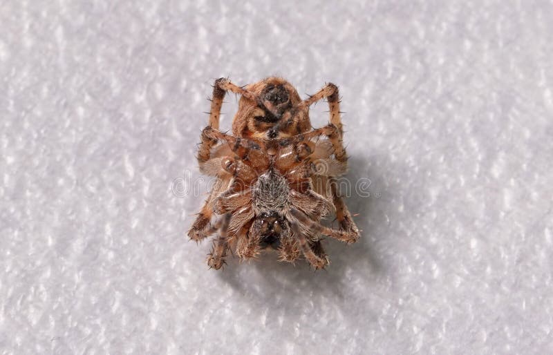 Dead spider isolated stock image. Image of detail, wild - 227476801