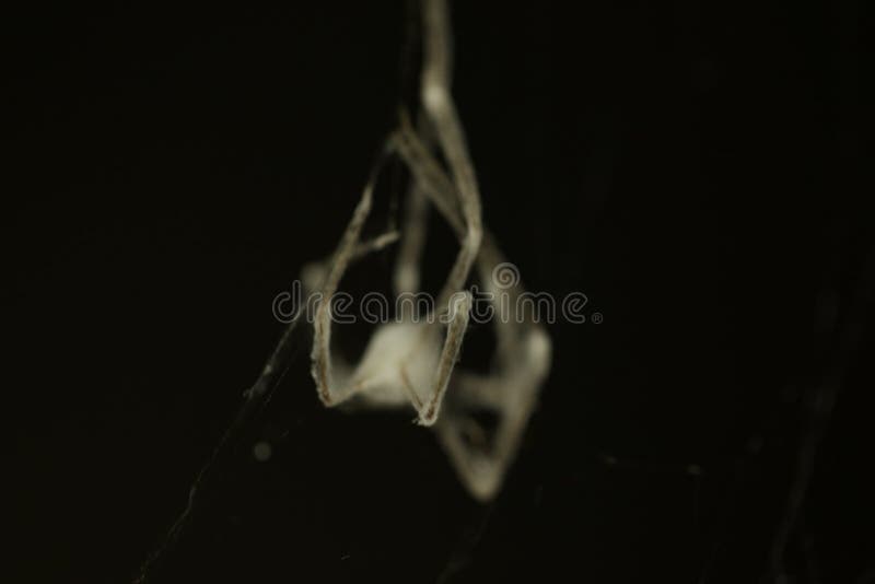 Dead Spider in a Spider Web Stock Image - Image of animal, climb: 191353125