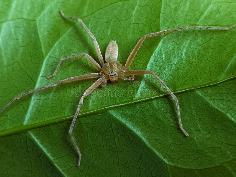 A Dead Spider Stuck Behind a Leaf, an Unknown Spider. Green Foliage ...
