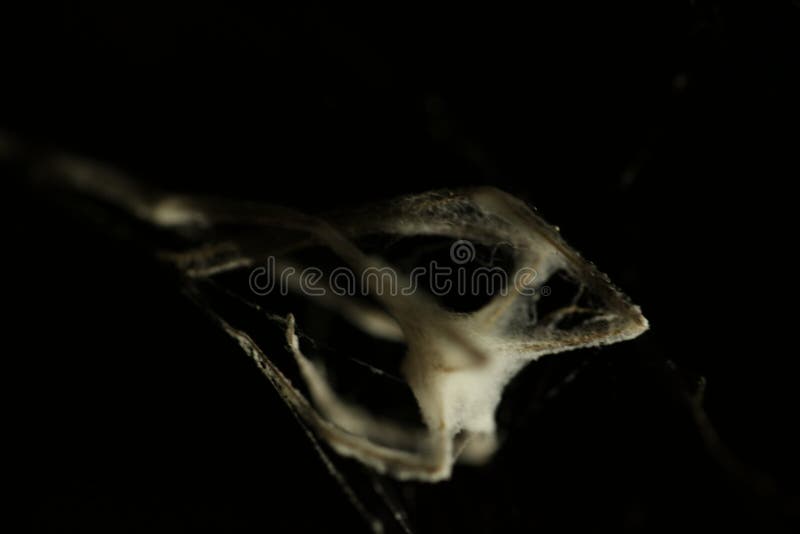 A Dead Spider Silhouette Tangled in a Spider Web Stock Image - Image of ...