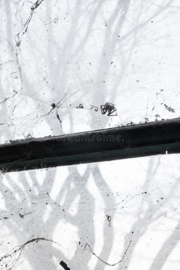 Spider web on a window stock image. Image of untidy - 227894629