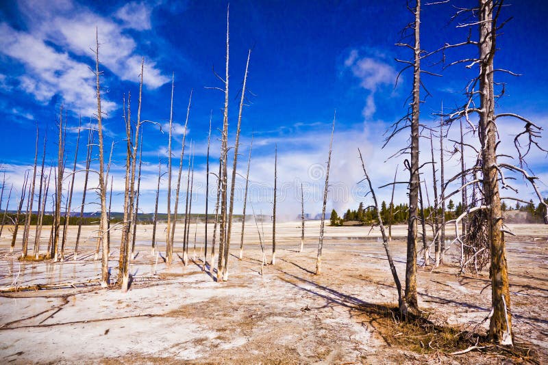 Dead Spot of Trees in Geothermal Area Stock Image - Image of tourism ...