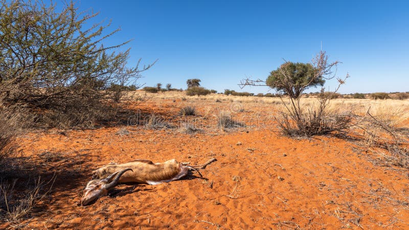 A Dead Springbok Antidorcas Marsupialis in an Arid Landscape, Kalahari ...