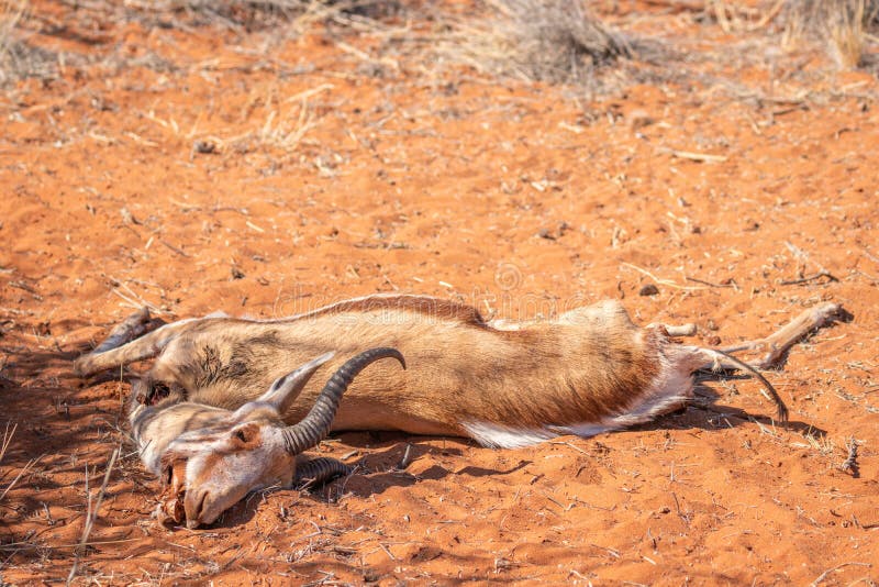 A Dead Springbok Antidorcas Marsupialis, Kalahari, Namibia. Stock Image ...