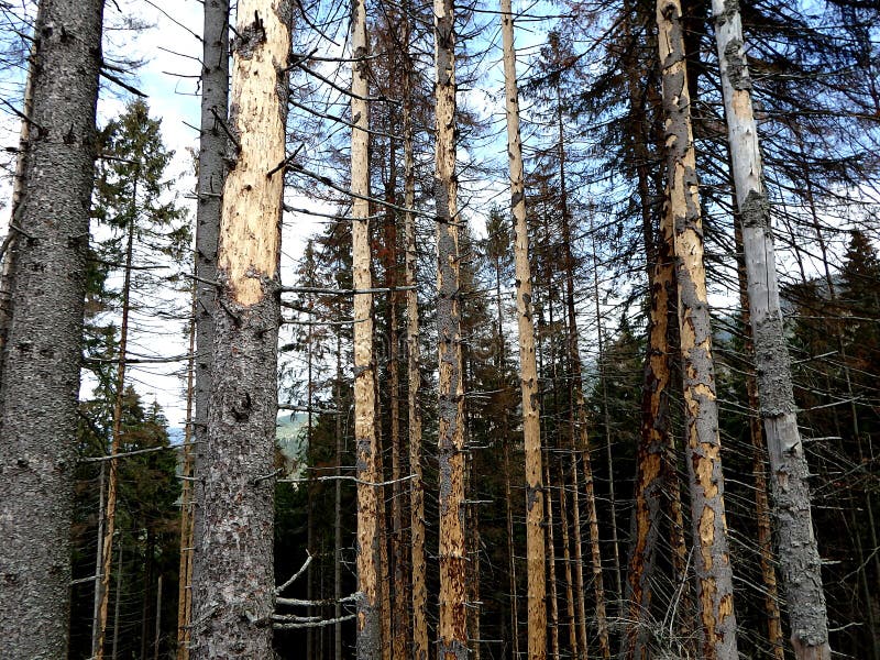 Dry dead spruce stock image. Image of trees, nature, background - 65368265