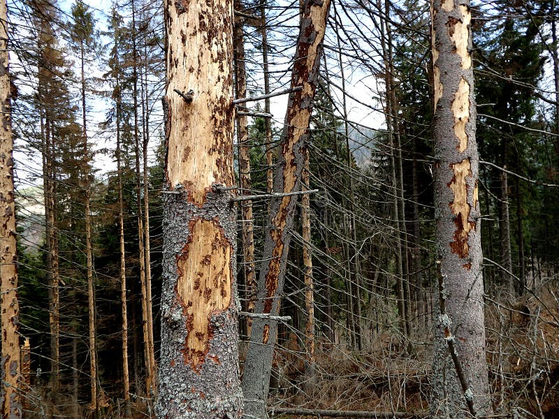 Dry dead spruce stock image. Image of trees, nature, background - 65368265